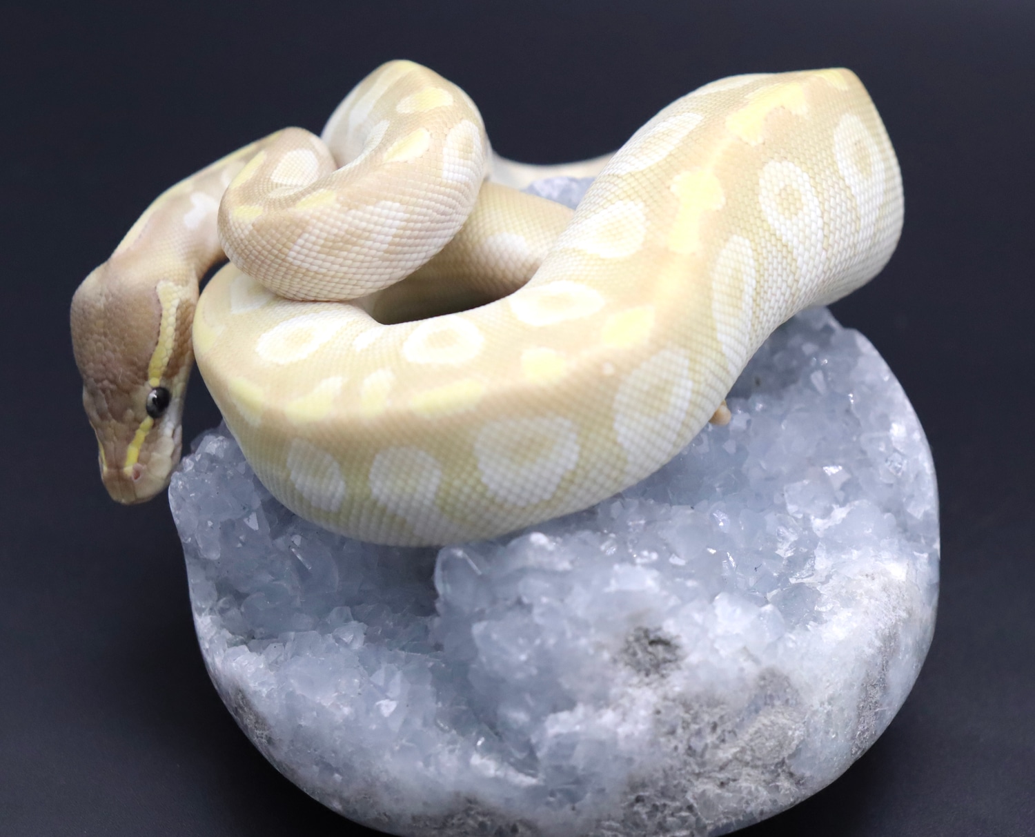 Crystal Ball Python by Resplendent Reptiles & Exotics - MorphMarket
