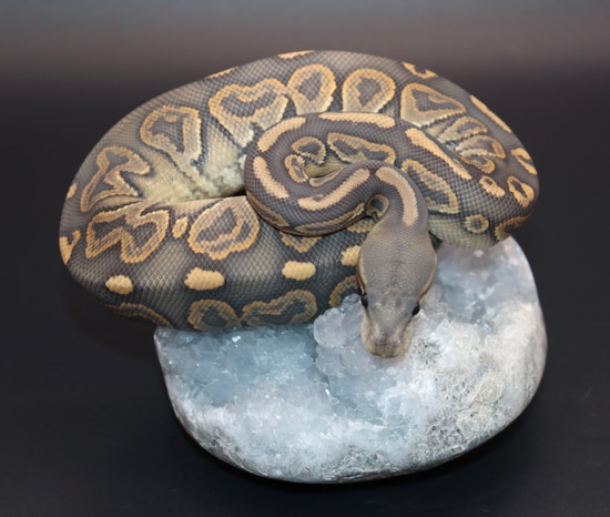 Cinnamon Hypo Ball Python by Resplendent Reptiles & Exotics