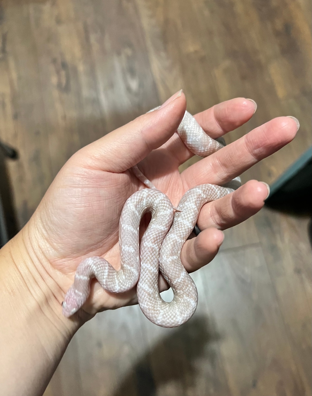 2022 Pink Pearl Florida Kingsnake by Resplendent Reptiles & Exotics ...