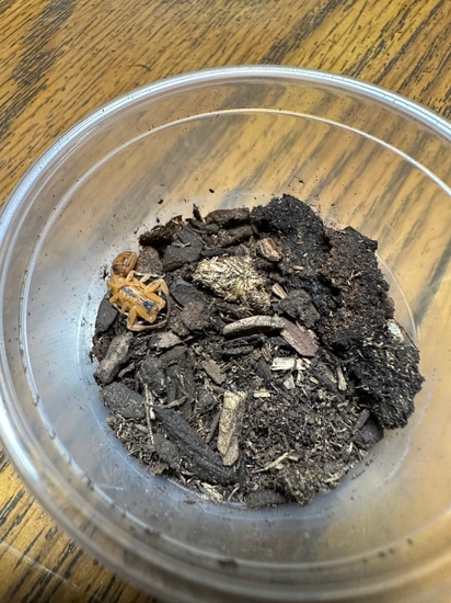 1” Tityus Stigmurus - Brazilian Bark Scorpion by Captive Yeti Exotics