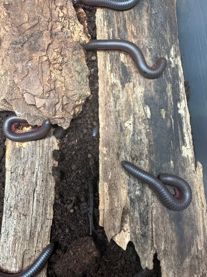 Giant Pink Foot Millipedes 3 For $25 by Captive Yeti Exotics