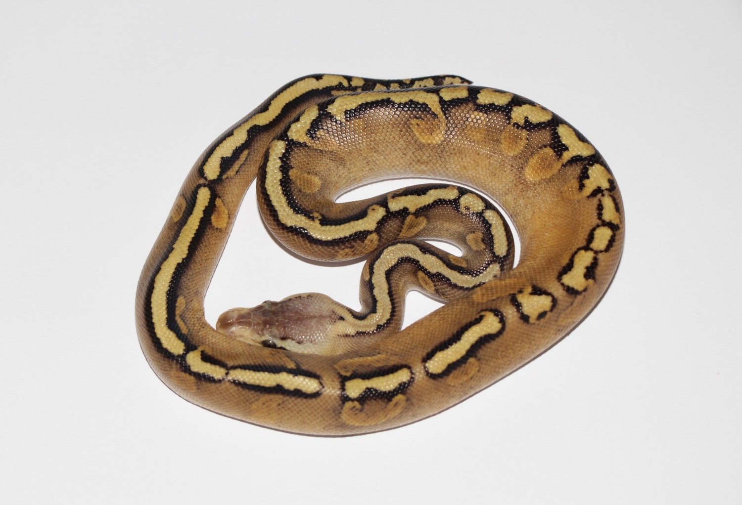 Pastel Wookie Het.Genetic Stripe Pos Het.clown Pos Het.pied Ball Python ...