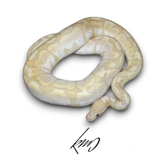 Bamboo Coral Glow Pastel YellowBelly Ball Python by K.M.C Ballers