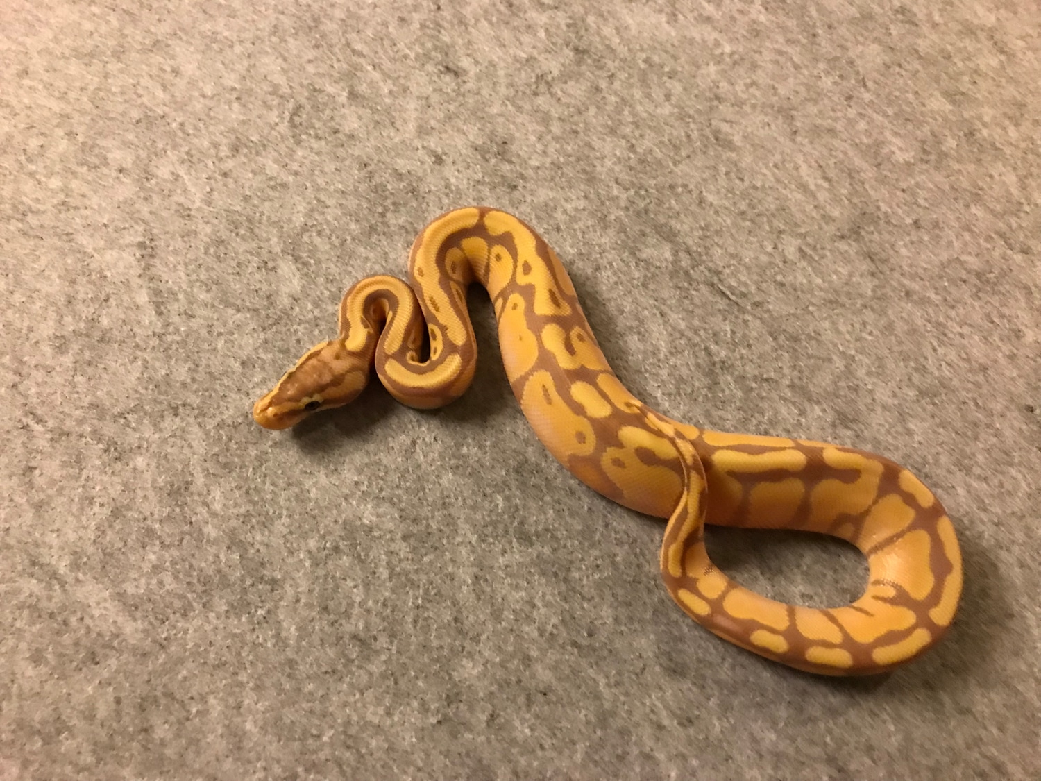 Coral Glow Enchi Ball Python by K & D Ballz - MorphMarket