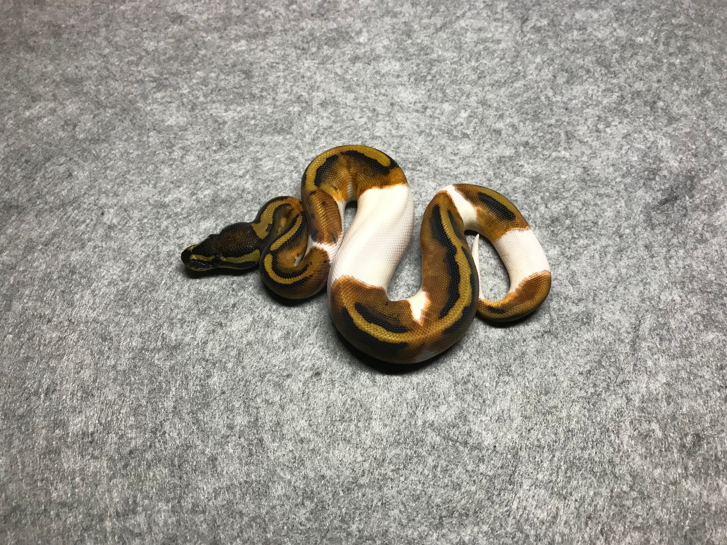 Piebald Ball Python by K & D Ballz - MorphMarket