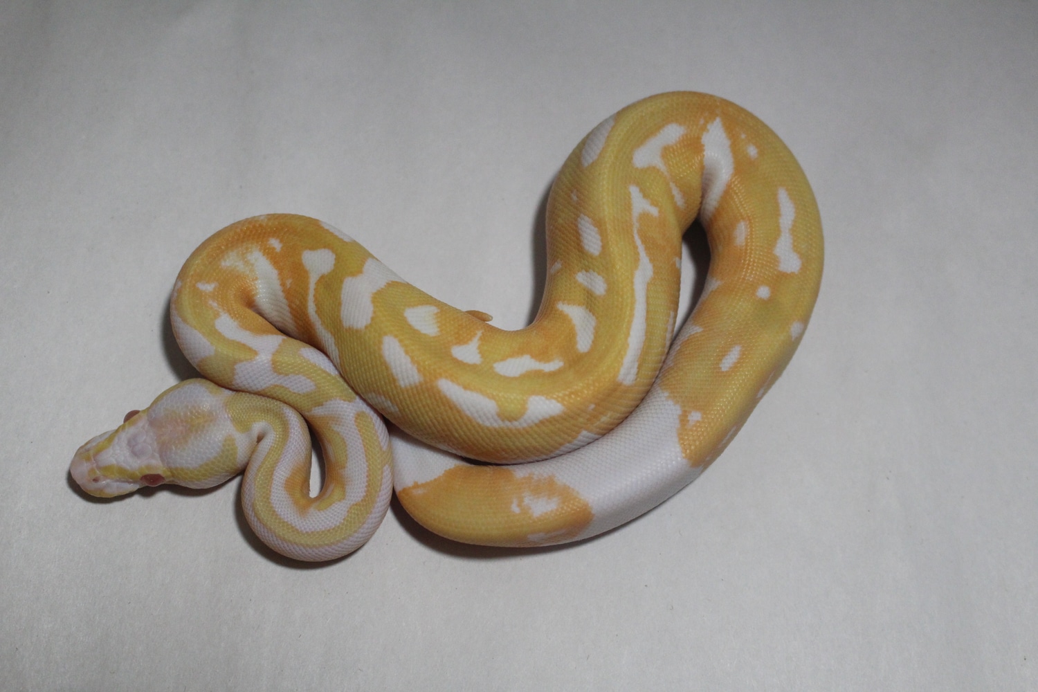 Albino Orange Dream Pied Ball Python by K&A Reptiles - MorphMarket
