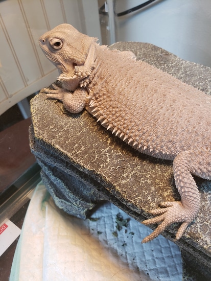 Reduced Scale Hypo Zero Central Bearded Dragon by Brimstone Dragons and ...