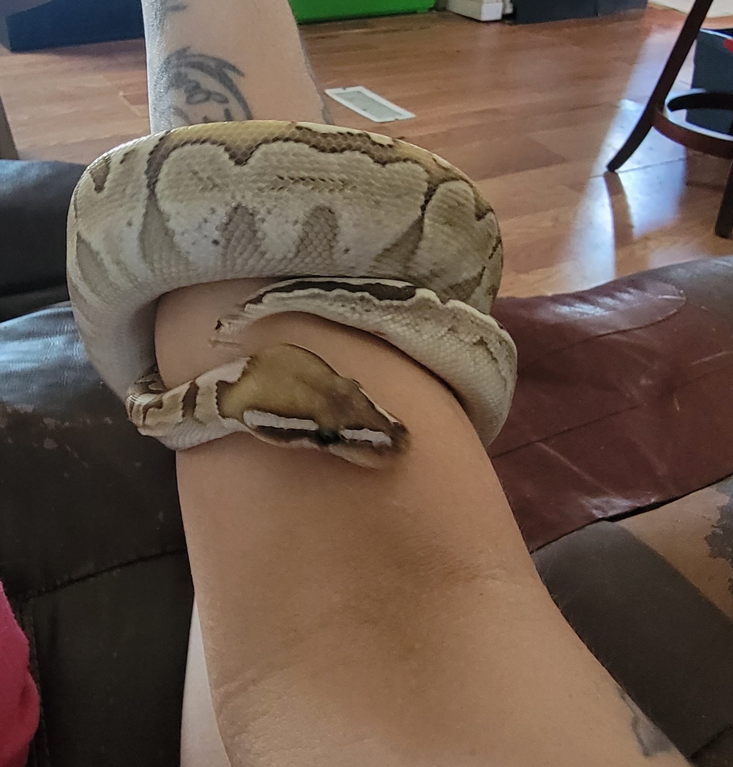 Bamboo Paradox Ball Python by Brimstone Dragons and Geckos - MorphMarket