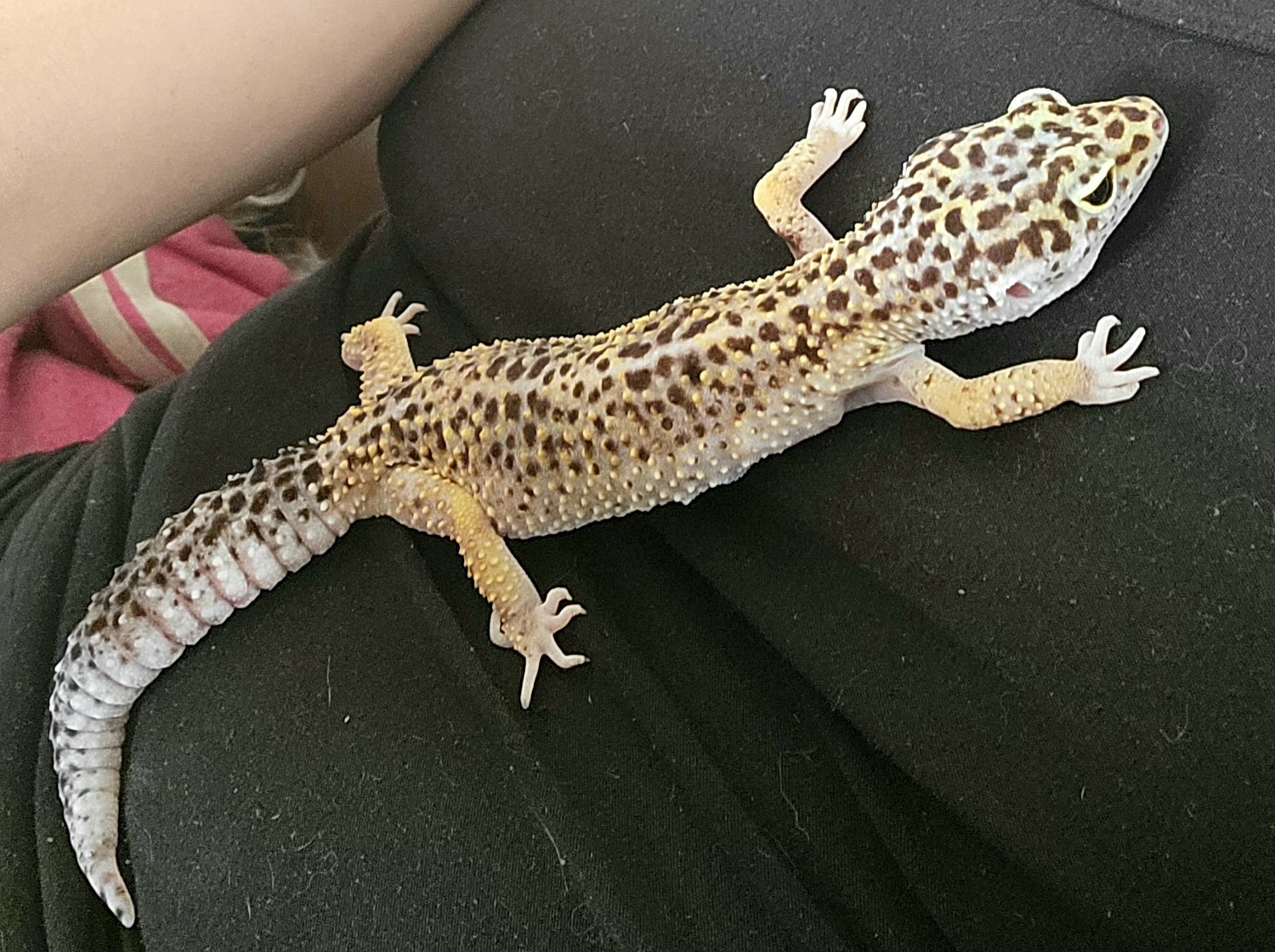 Pet Only Leopard Gecko by Brimstone Dragons and Geckos - MorphMarket