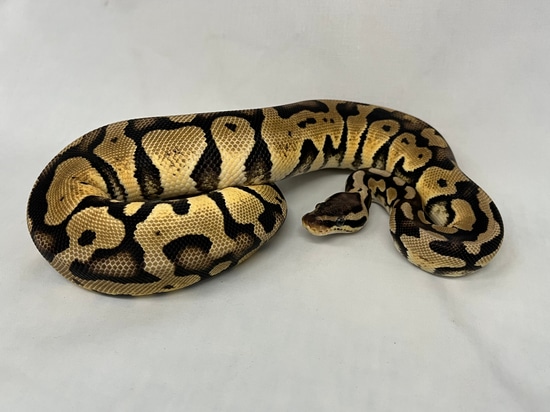 Pastel Enchi Ball Python by Aquatics & Exotics