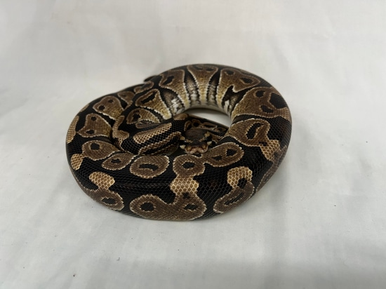 Normal Ball Python by Aquatics & Exotics