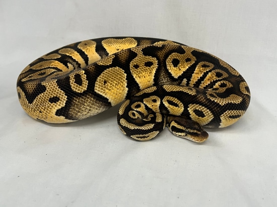 Pastel Yellow Belly RTB Ball Python by Aquatics & Exotics