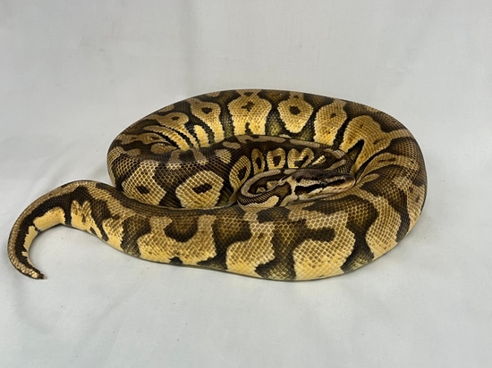 Super Pastel GHI RTB Ball Python by Aquatics & Exotics