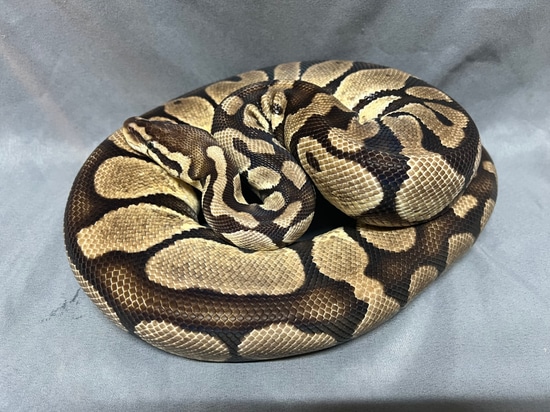 Pastel Proven Breeder Ball Python by Aquatics & Exotics