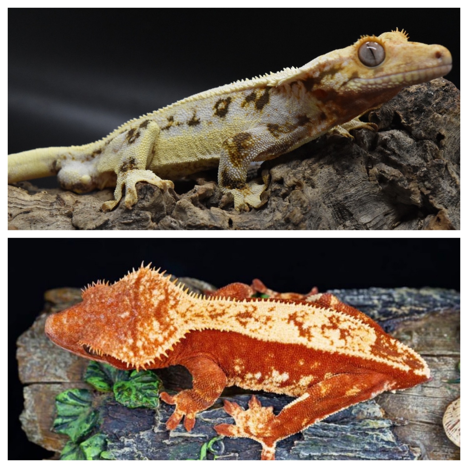 Super Red High Coverage Lily Crested Gecko by First Class Geckos ...