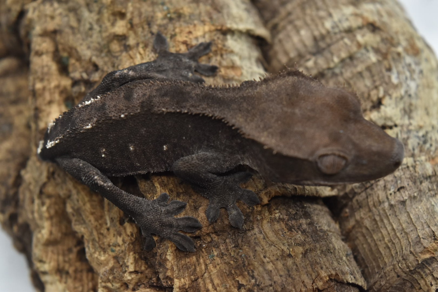 Visual Axanthic Crested Gecko by First Class Geckos - MorphMarket