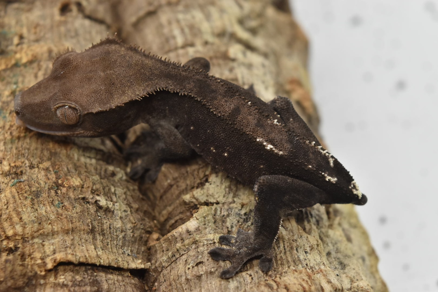Visual Axanthic Crested Gecko by First Class Geckos - MorphMarket