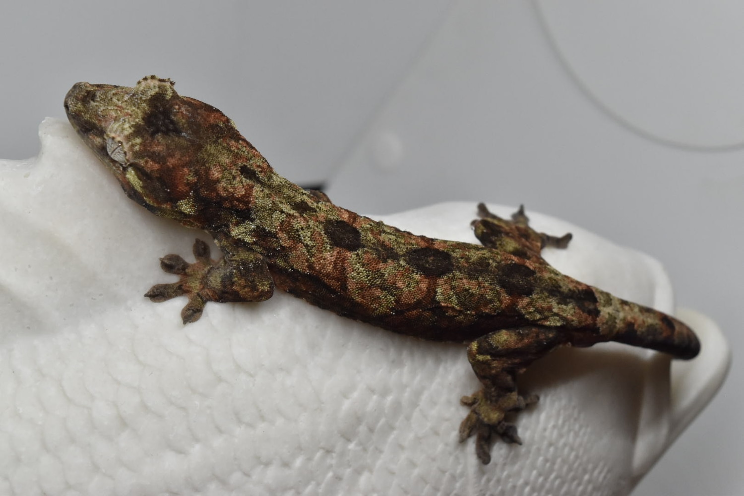 Red Male Chahoua Gecko by First Class Geckos - MorphMarket