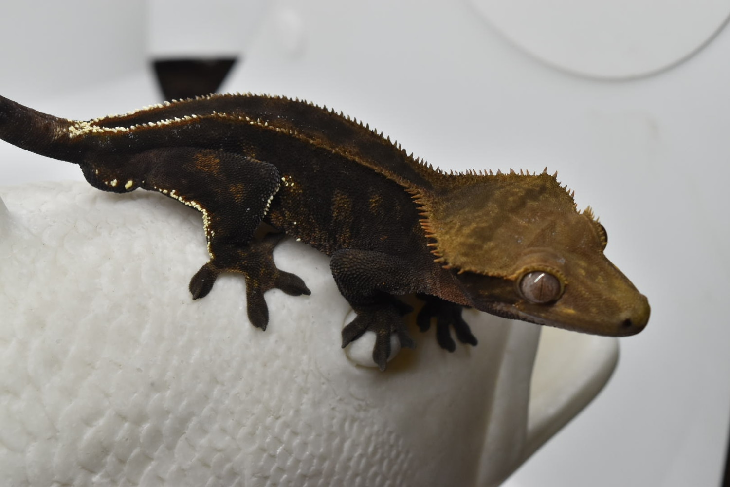 012 Super Dark Charcoal AE Lines Crested Gecko by First Class Geckos ...