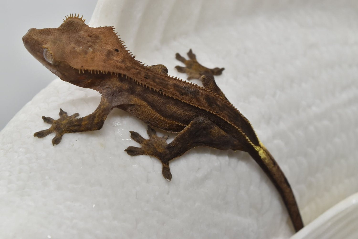 034 Phantom Crested Gecko by First Class Geckos - MorphMarket