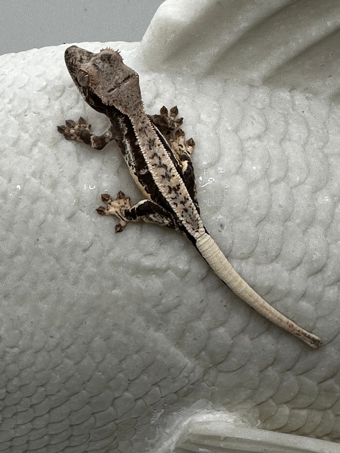 High End Frappuccino Crested Gecko by First Class Geckos - MorphMarket