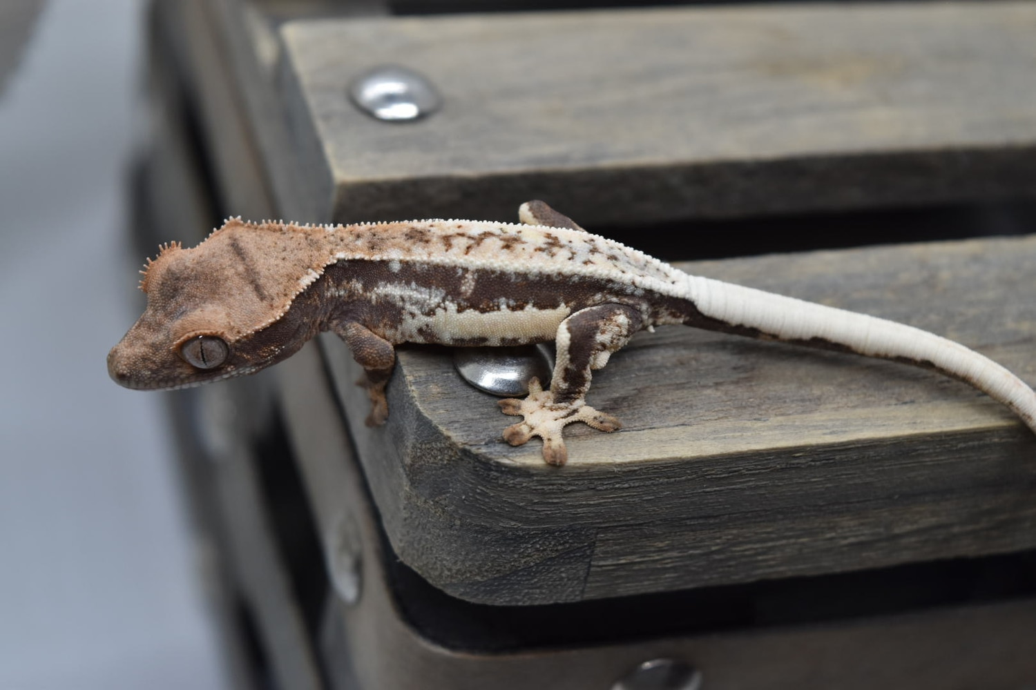 Frappuccino Crested Gecko by First Class Geckos - MorphMarket