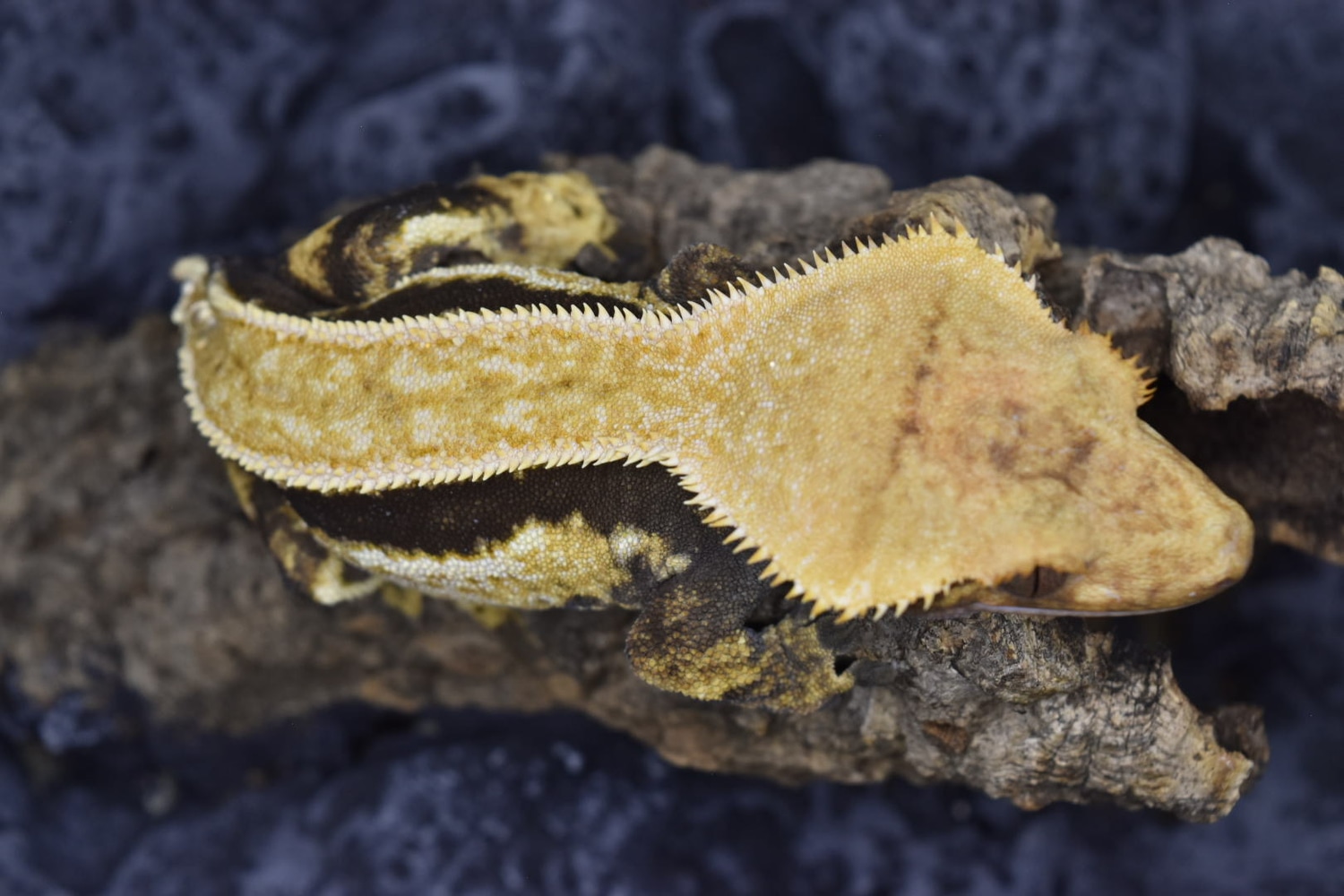 Rtb Solid Back Female Crested Gecko by First Class Geckos - MorphMarket