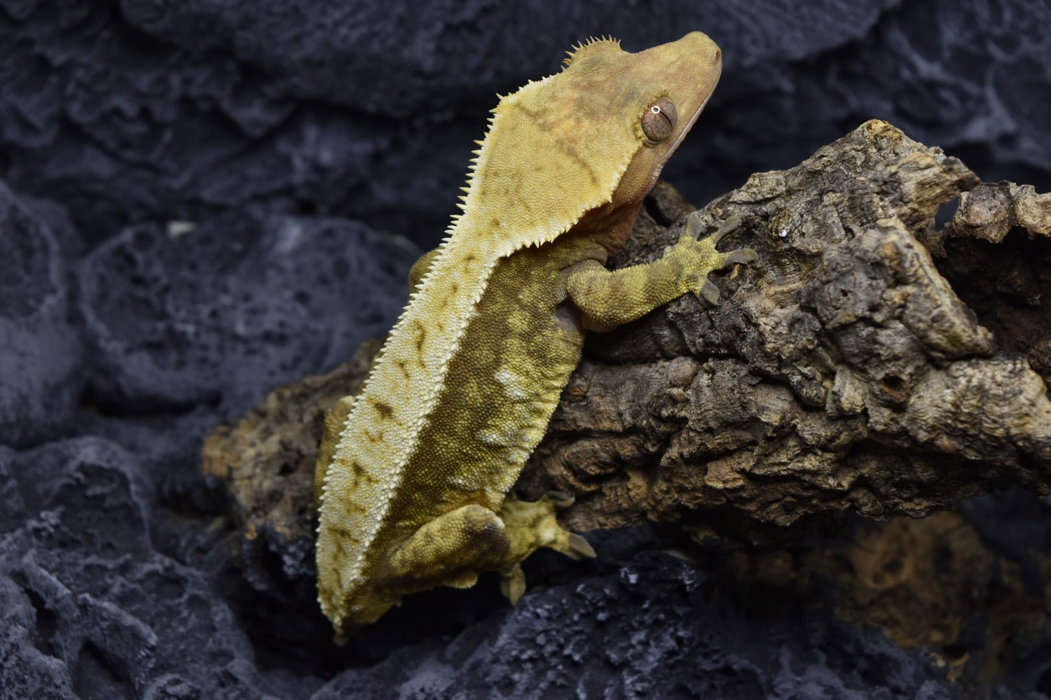 Rtb Female Crested Gecko by First Class Geckos - MorphMarket