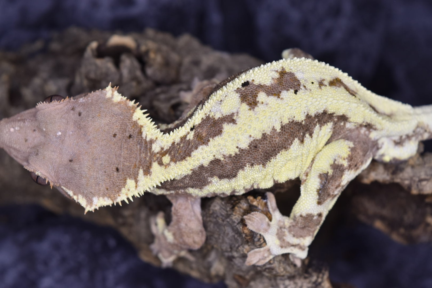 Male Frapp And Female Proven Capp Crested Gecko by First Class Geckos - MorphMarket