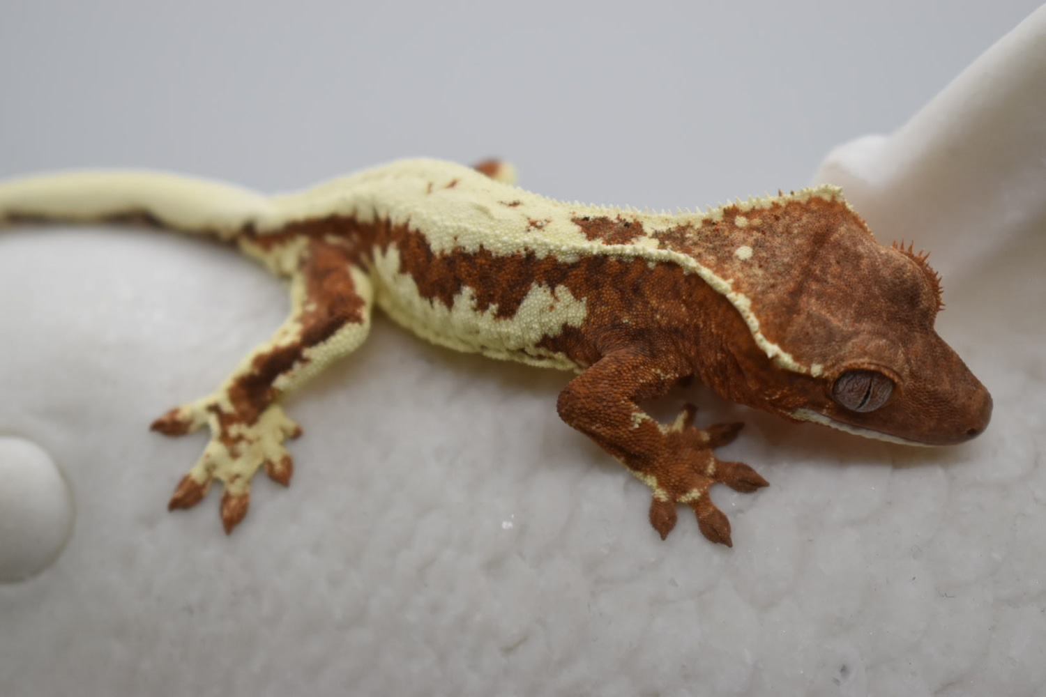 Last Week Of Shipping Crested Gecko by First Class Geckos - MorphMarket