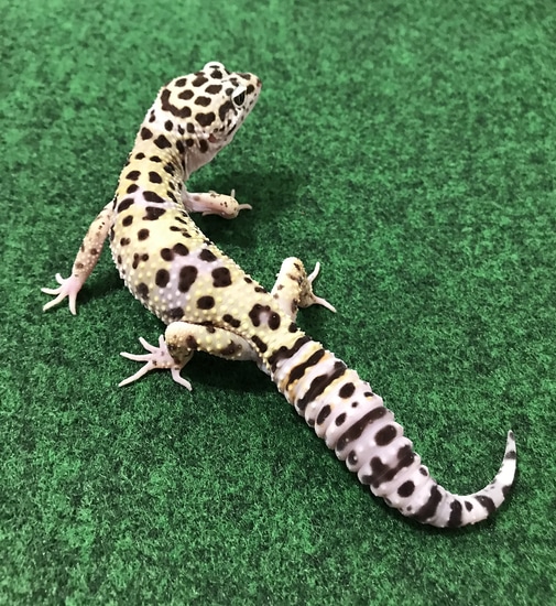 Normal Leopard Gecko by Ork