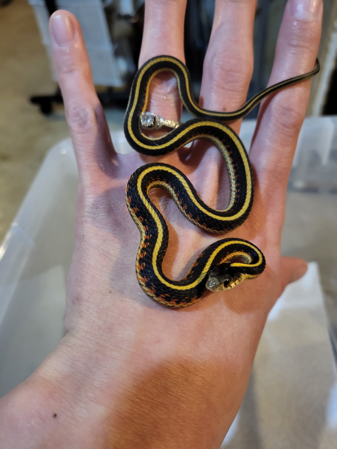 Thamnophis Sirtalis Fitchi (Valley ) Garter Snake by Higher Herps, LLC ...