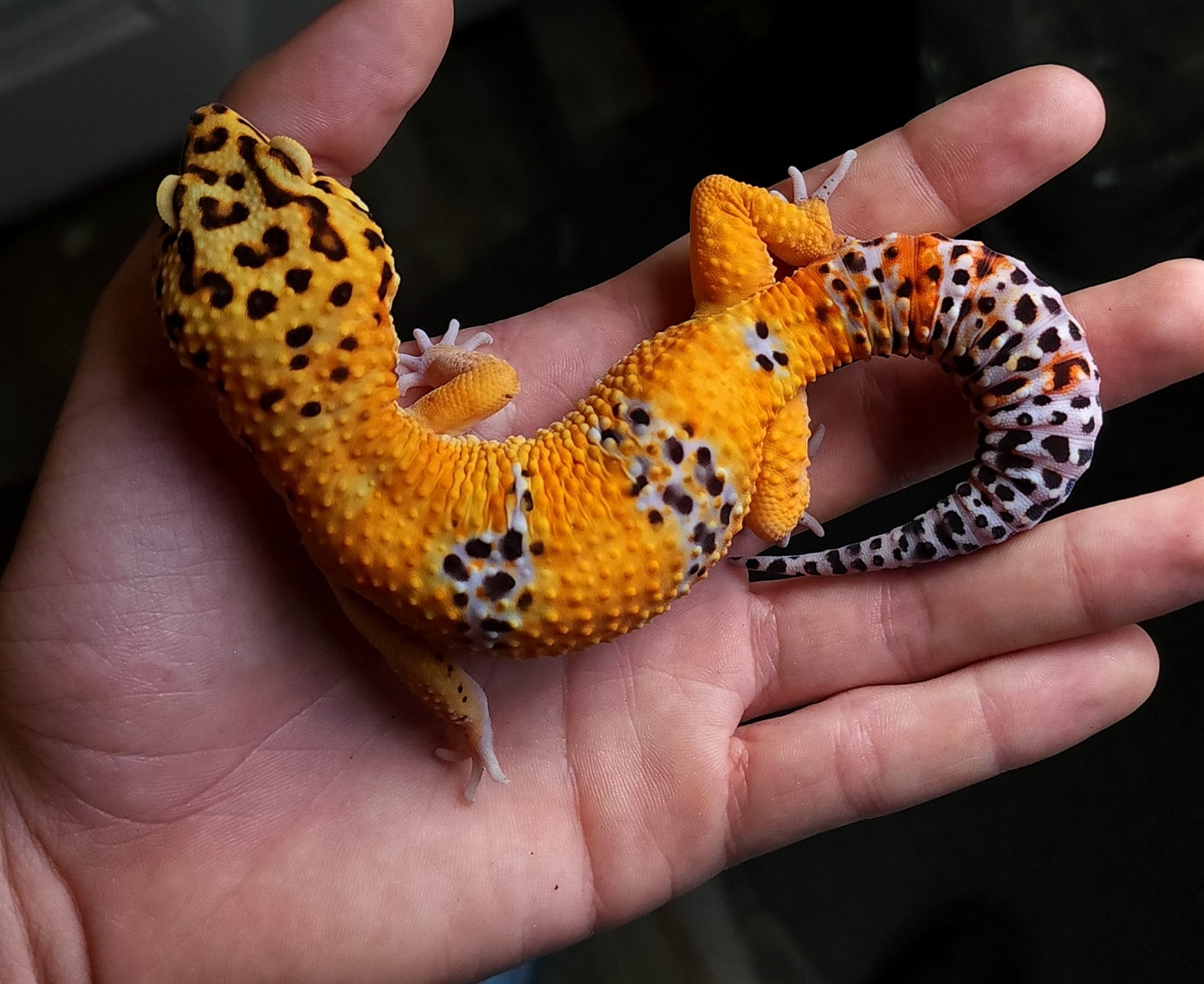Purple Head Tangerine Leopard Gecko by Kile's Leo's - MorphMarket