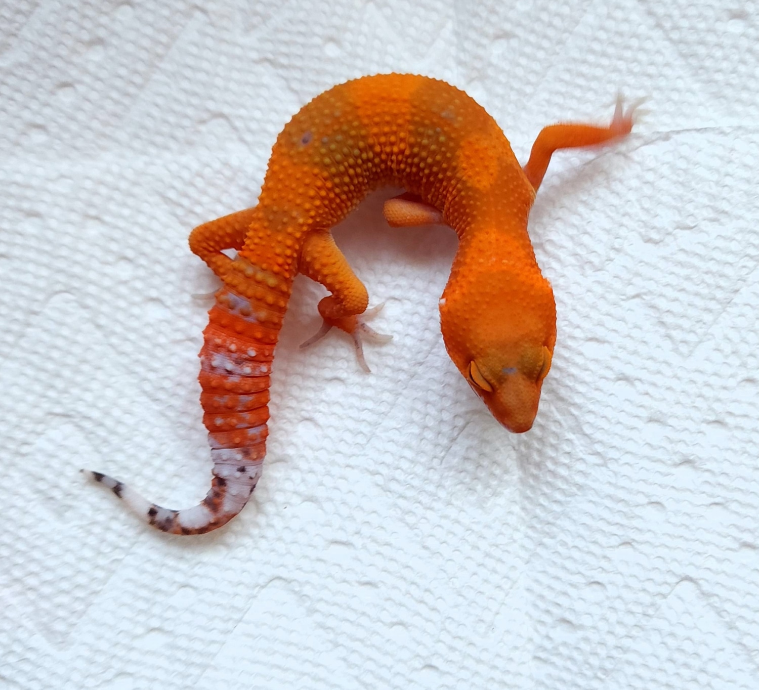 Mandarin Tangerine Blood Super Hypo Cross Leopard Gecko by Kile's Leo's ...