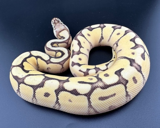 Mojave Bumblebee Ball Python by Zenxotics