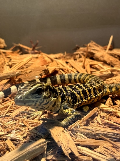 Gold Tegu Columbian Tegus by K&M Pets LLC