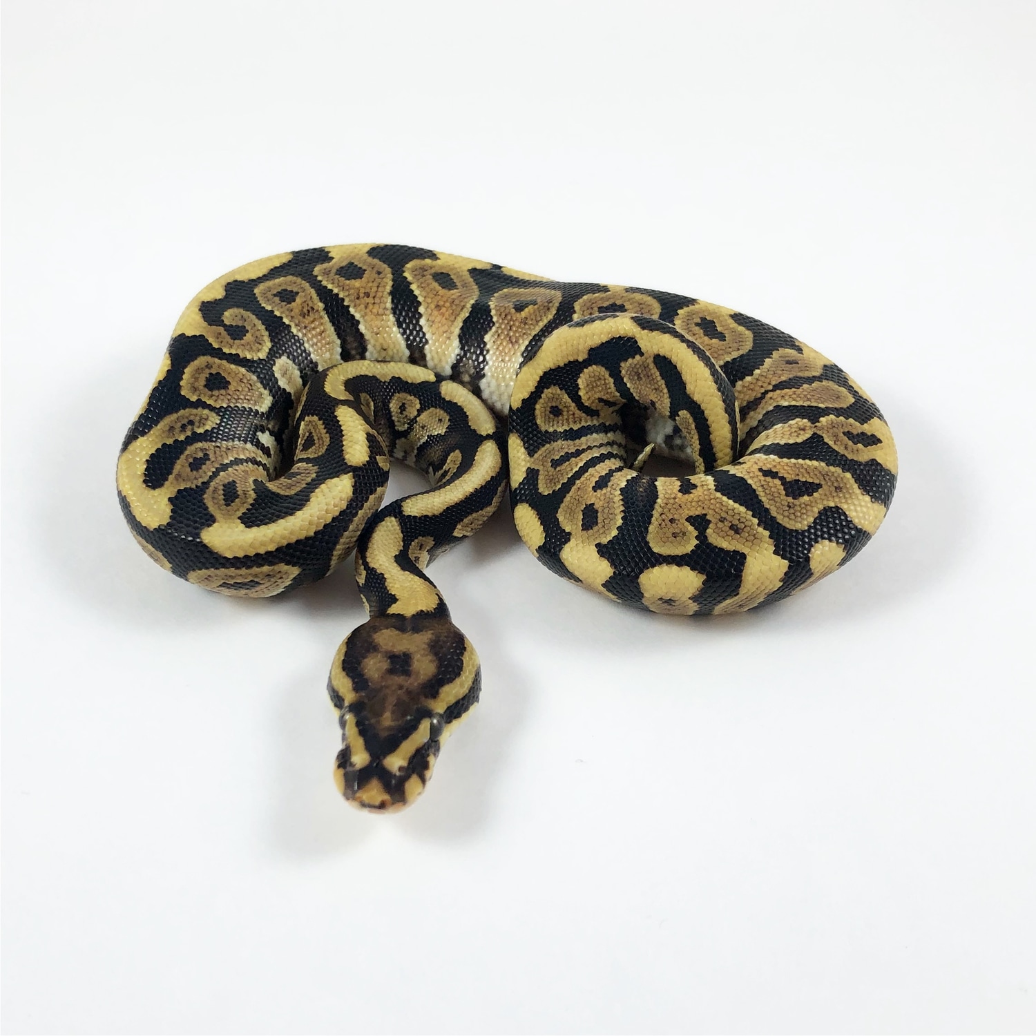 Spotnose Enchi Ball Python by KMReptiles - MorphMarket