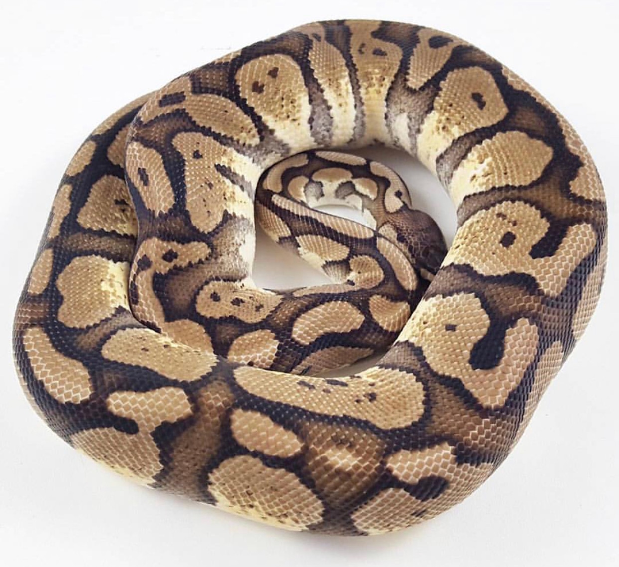 Red Stripe Pastel Adult Female Ball Python by KMReptiles - MorphMarket