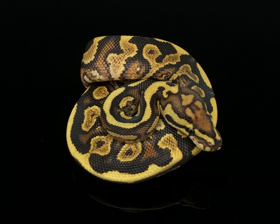 Phantom Spotnose Goblin Het Clown Poss Het Ghost Ball Python by KMReptiles