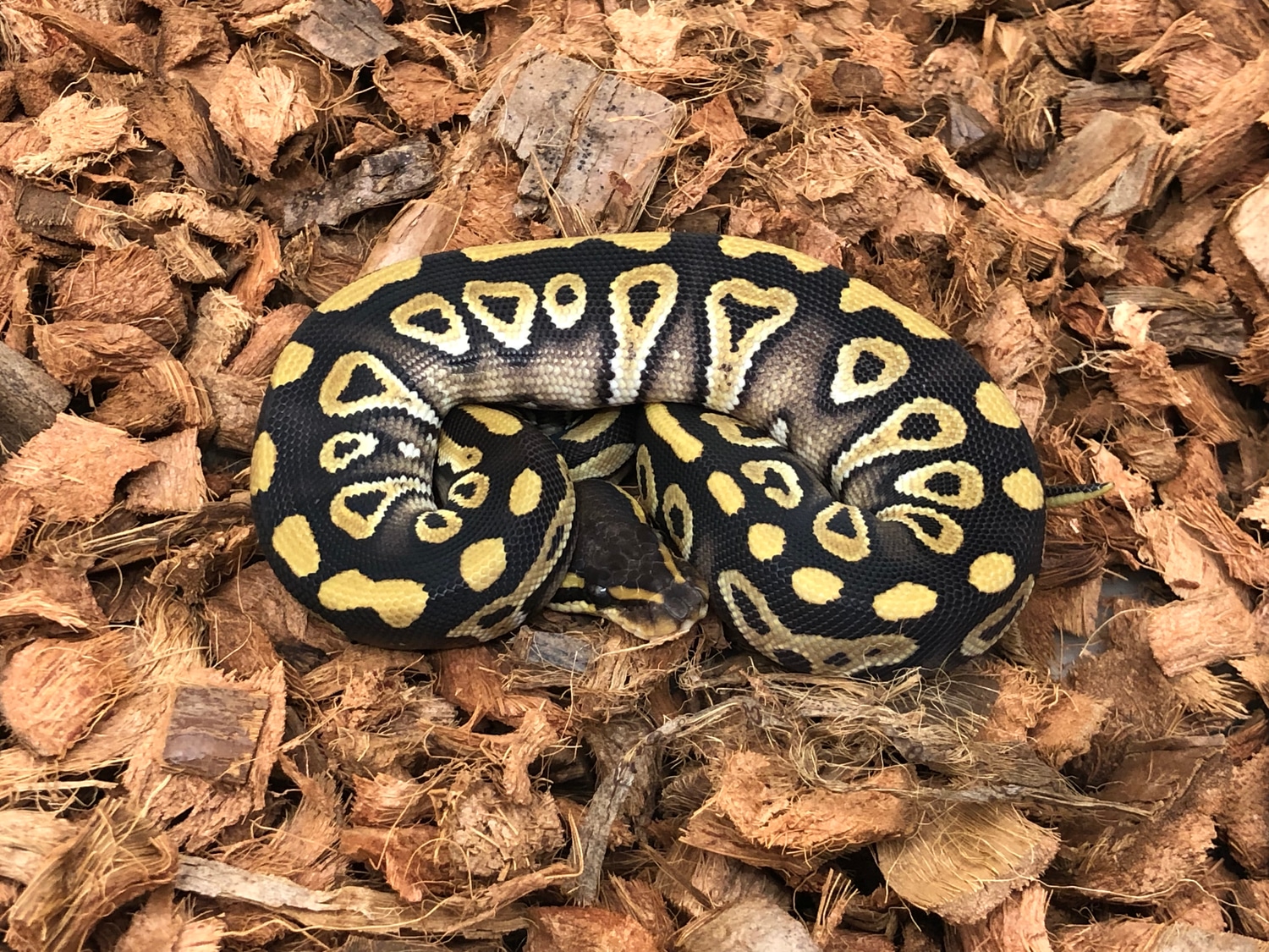 Phantom Het Clown Poss Goblin Ball Python by KMReptiles - MorphMarket