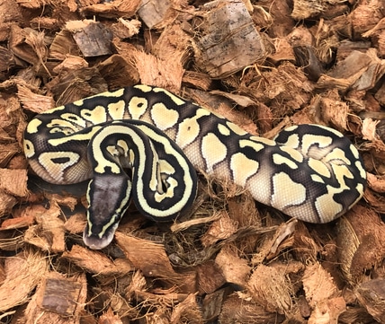 Butter Ghi Het Cryptic Ball Python by KMReptiles - MorphMarket