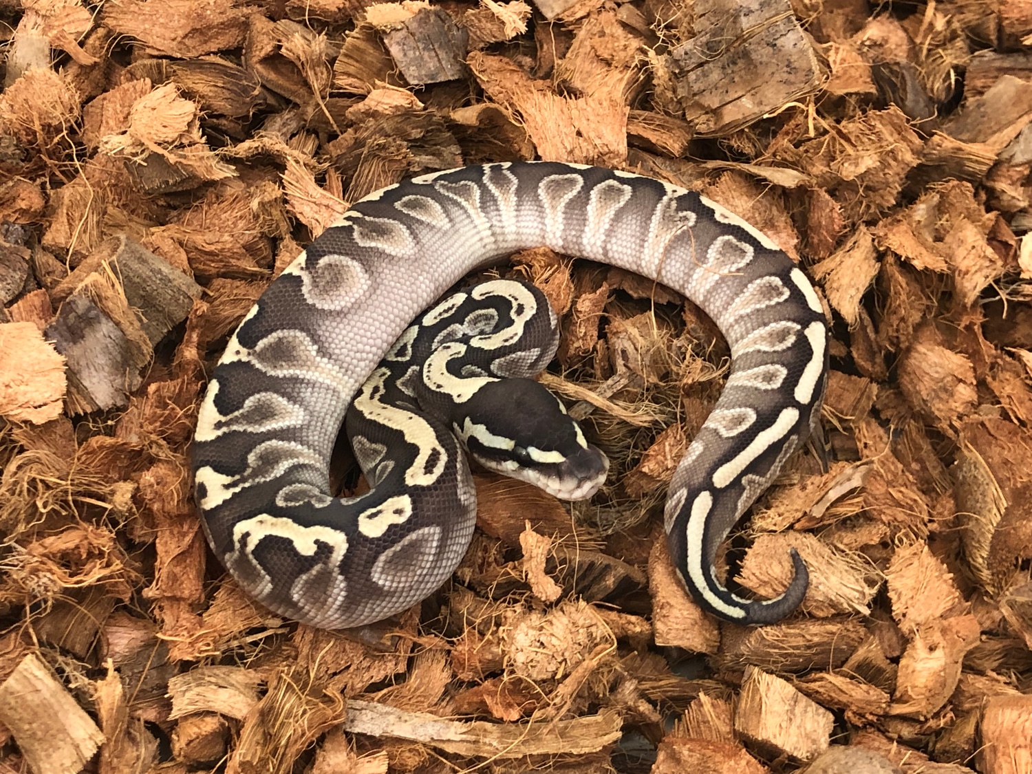 Butter Ghi Het Cryptic Ball Python by KMReptiles - MorphMarket