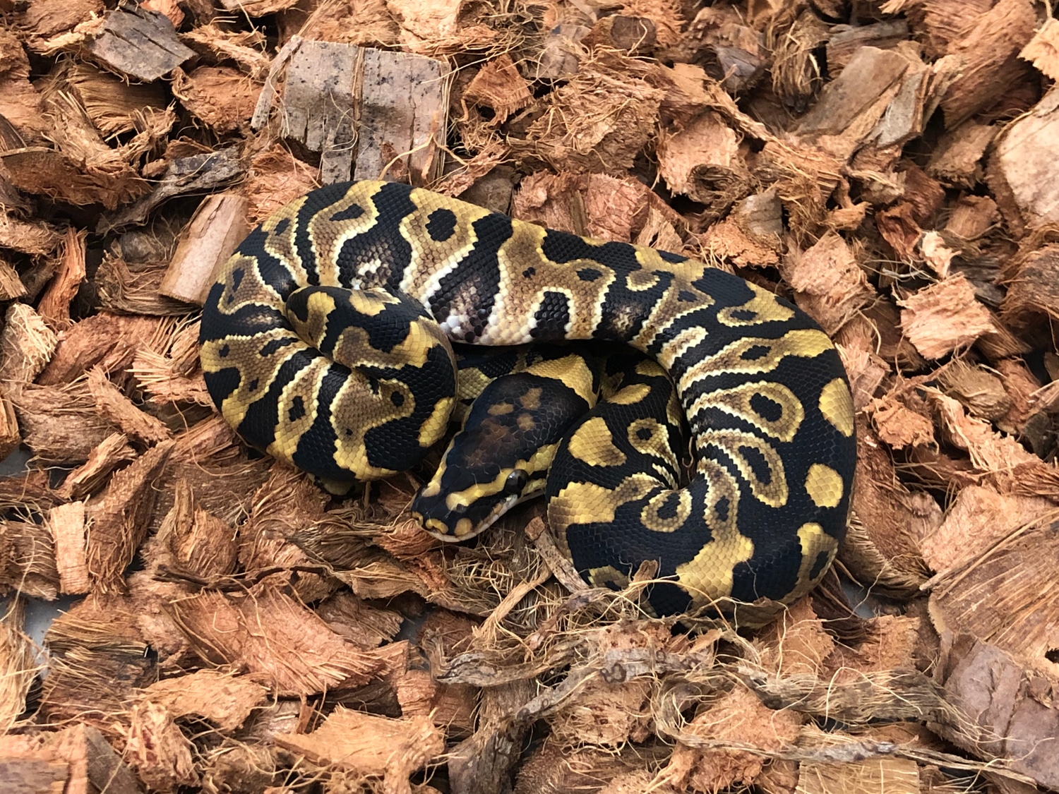 Cryptic Ball Python by KMReptiles - MorphMarket