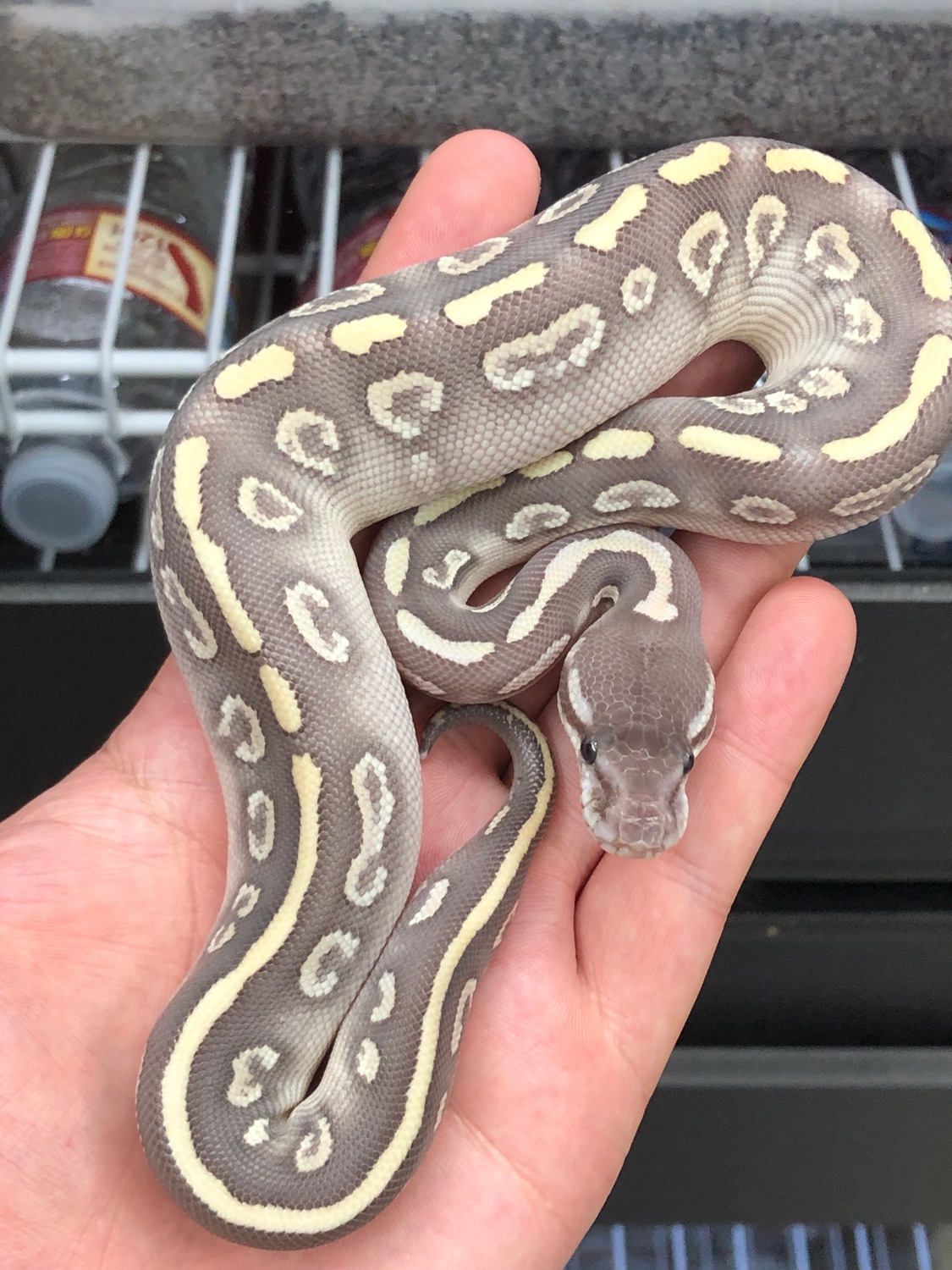 Super Phantom Poss/prob Goblin Ball Python by KMReptiles - MorphMarket