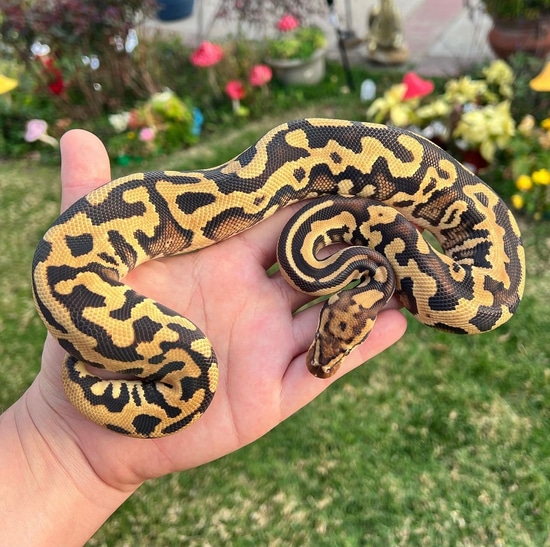 Spotnose Leopard Phantom Goblin Het Clown Ball Python by KMReptiles