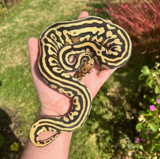 Leopard Spotnose Phantom Goblin Het Clown Poss Fire Ball Python by ...