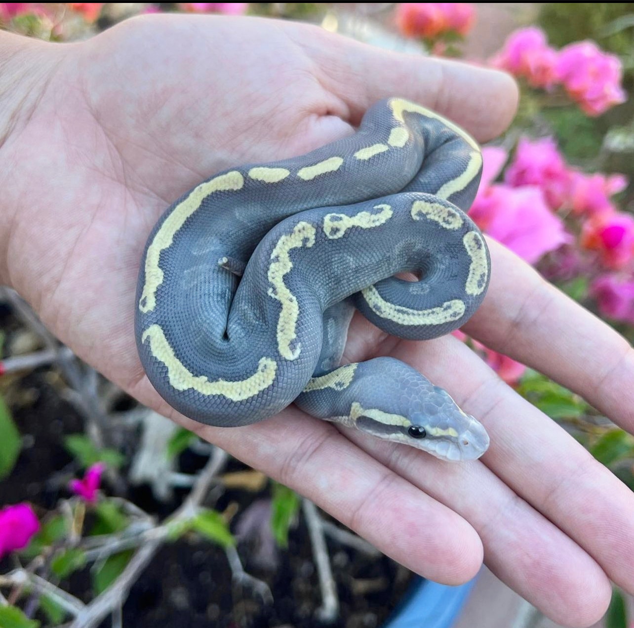 Hypo GHI Mojave Het Clown Ball Python by KMReptiles - MorphMarket