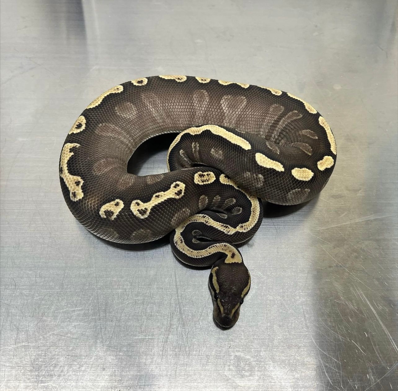 Ghi Mojave Double Het Clown Hypo Ball Python by KMReptiles - MorphMarket