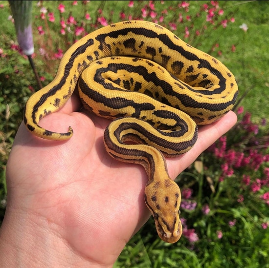 Spotnose Leopard Fire Phantom Goblin Het Clown Ball Python by KMReptiles