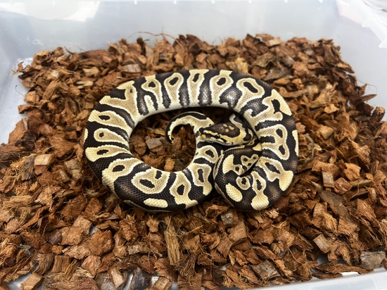 Cryptic Ball Python by KMReptiles